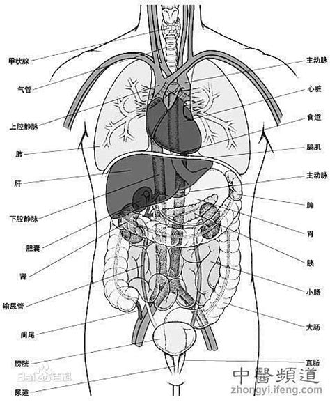 人体五脏六腑图