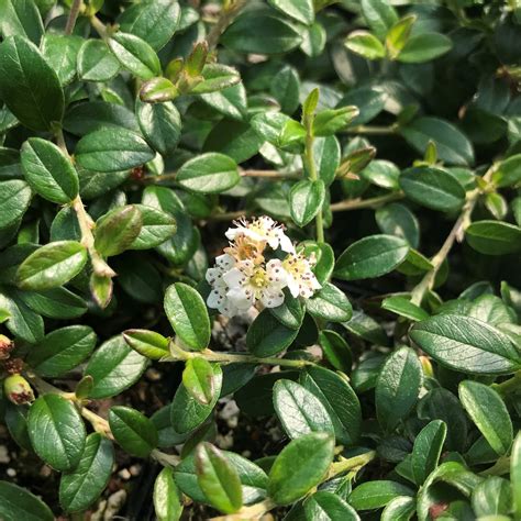 Cotoneaster X Suesicus Emerald Beauty™ Hardy Swedish Cotoneaster Ppaf