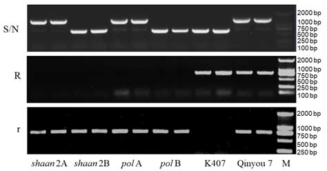 Plants Free Full Text A Set Of Molecular Markers To Accelerate