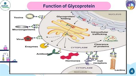Glycoprotein For Food And Nutrition Engineers Pptx