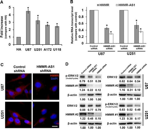 Hmmr As1 Is Elevated In Gbm Cell Lines And Regulates Hmmr Expression