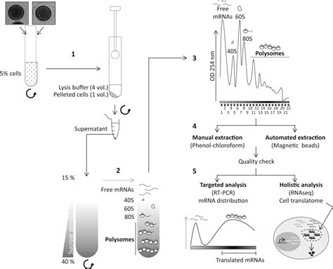 Analysis Of Translation Using Polysome Profiling Abstract Europe Pmc