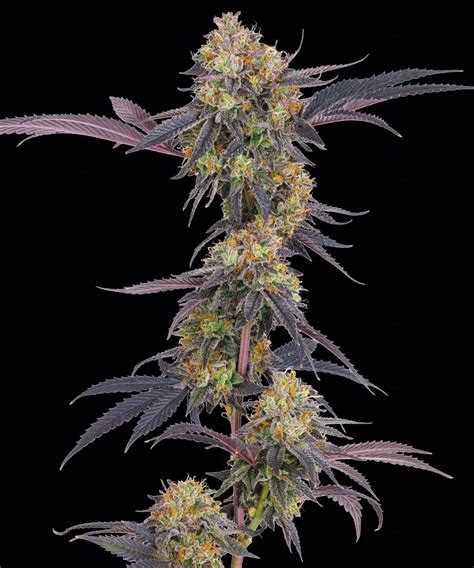 Buy Tropicana Cherry Strain Seeds