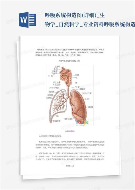 呼吸系统构造图详细生物学自然科学专业资料 呼吸系统构造图详word模板下载编号qwjwvbvn熊猫办公