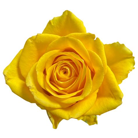 Yellow Roses On Nature 21286100 Png