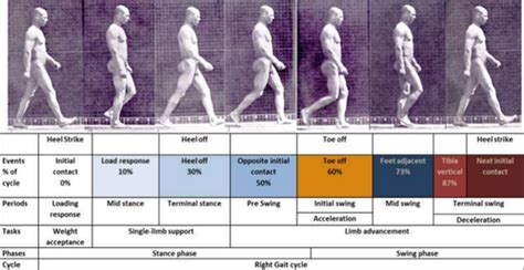 Anatomy Gait And Posture Flashcards Quizlet
