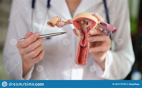 Woman Gynecologist Demonstrating Model Of Female Reproductive System In