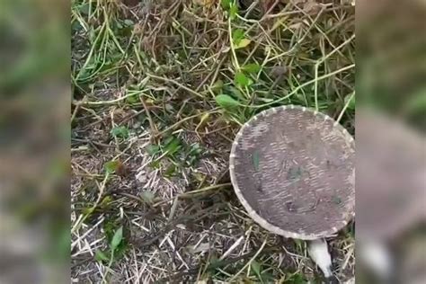最硬核的挖鱼方式，用挖机这样子捞鱼，这鱼做梦也没想到自己是被这样捞上来的方式样子