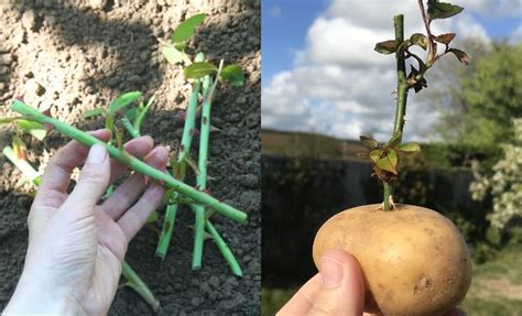 How To Grow Roses From Cuttings