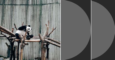 List Pandas Visualisations Curated By Carmine Principe Medium