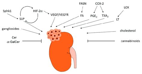 Summarizing Scheme Of Bioactive Lipids Regulating Renal Cell Carcinoma