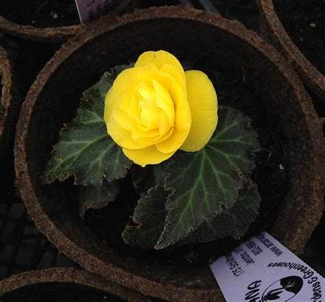 Begonia Nonstop® Mocca Yellow Arcana Gardens And Greenhouses