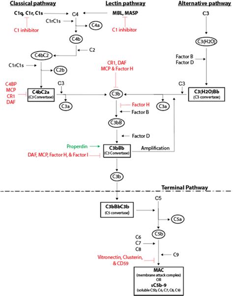 C3 Glomerulopathy Understanding An Ultra‐rare Complement‐mediated Renal Disease Pmc