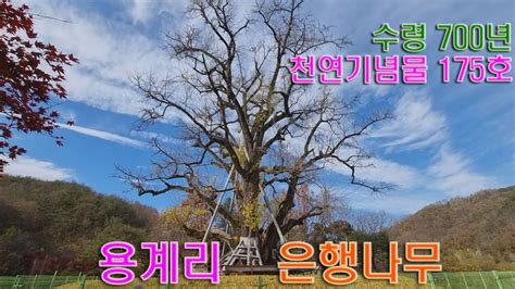 안동 용계리 은행나무 보호수 수령 700년 천연기념물 175호 Youtube