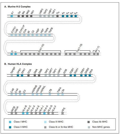Mhc Genes H 2 Complex And Hla Complex Biology Notes Online