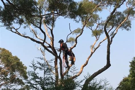 Home Arboristnsw Mex Tl