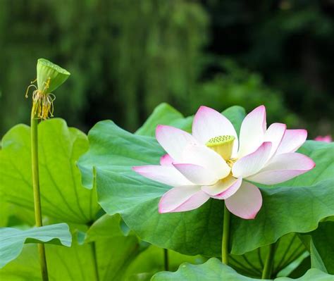 人生就像一場戲仁山法師 每日頭條