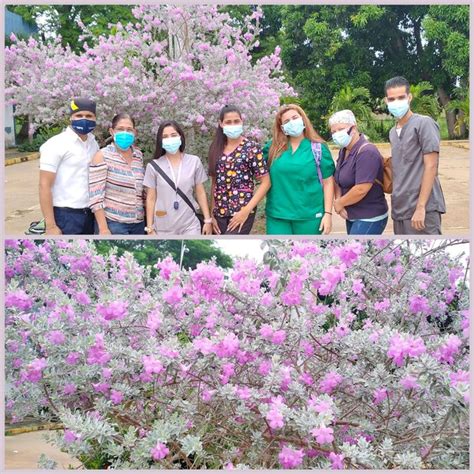 Admirando A La Planta Leucophyllum Frutescens Propiedades Y Beneficios Admiring The Plant