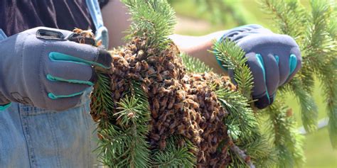Reasons To Use Live Bee Removal Services Infographic Florida Bee