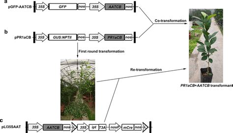 Schematic Diagram Of The T Dna Region Of The Pgfp Aatcb Ppr1acb And Download Scientific