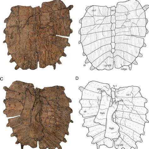Striatochelys Baba Na Duong Formation Middle Upper Eocene Vietnam