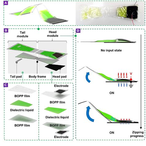 Figure 1 From A Soft Crawling Robot With A Modular Design Based On Electrohydraulic Actuator