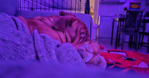 Knackered From His Bath Yesterday Morning R Mastiff