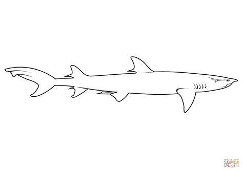 Whitetip Reef Shark