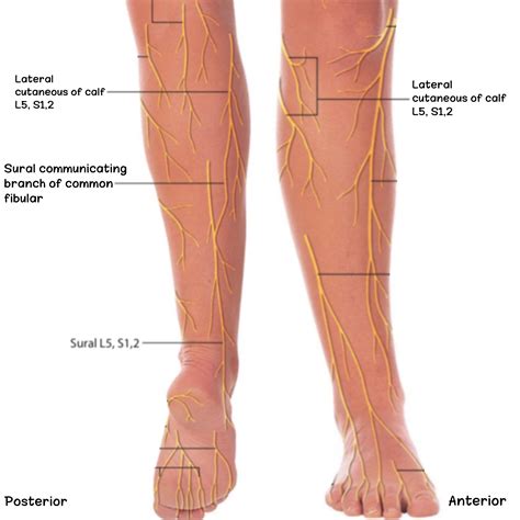 Common Fibular Peroneal Nerve