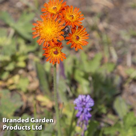 Erigeron Aurantiacus Suttons