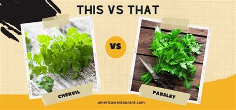 Chervil Vs Parsley Which Is A Better Option 2026