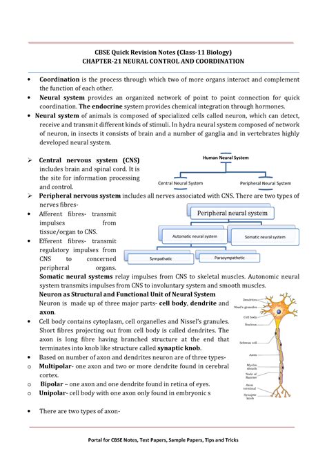 11 Biology Notes Ch21 Neural Control And Coordination Portal For CBSE