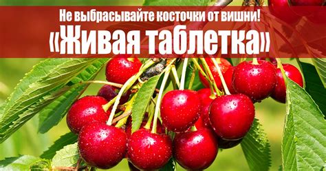 Вишневые косточки