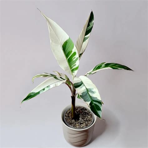 Indoor Plants Variegated Banana Musa Aeae Tissue Culture And Plants Price