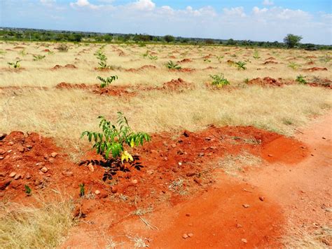 NGO News Blog NewsLine Trees Provide Green Coverage In Dry Area SG OFI SEVAI Water Soil