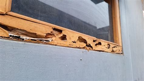 Termite Damage Vs Wood Rot How To Tell The Difference