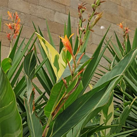 Conflore Canna × Hybrida Stuttgart