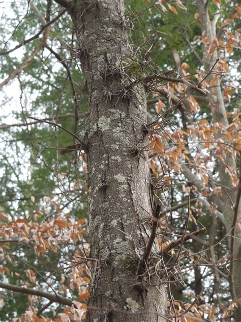 Thorn Trees Identification