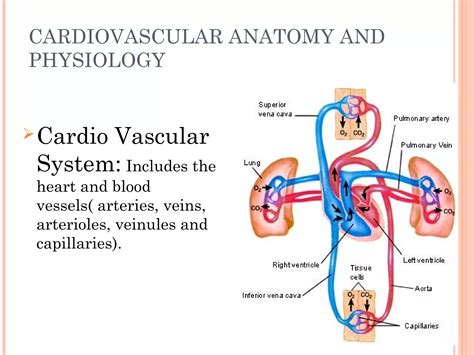 1 Anatomy And Physiology Of The Cardiovascular System 2 Ppt