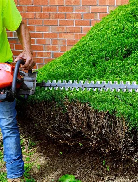 Ornamental Pruning Above All Tree