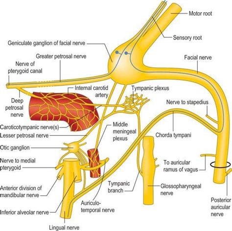 Vestibular Impairment And Its Association To The Neck And Tmj Msk