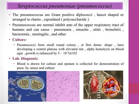 Lecture 5 Staphylococcus Ppt