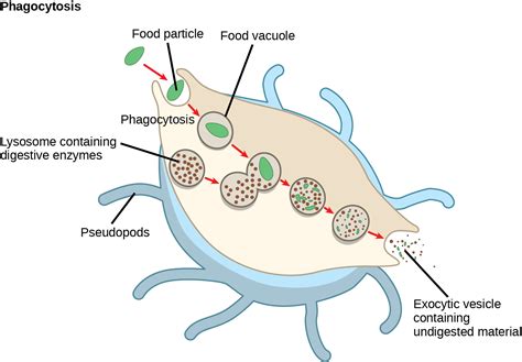Biology 2e The Cell Cell Structure The Endomembrane System And