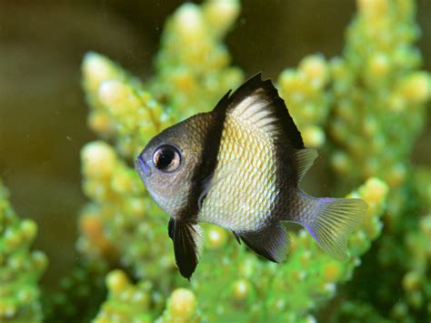 フタスジリュウキュウスズメダイ Izuzuki海の生き物大図鑑 笑
