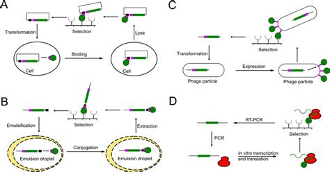 Enzyme Gene And Plasmid Synthesis