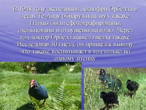 Национальный парк Фьордленд — крупнейший национальный парк Новой