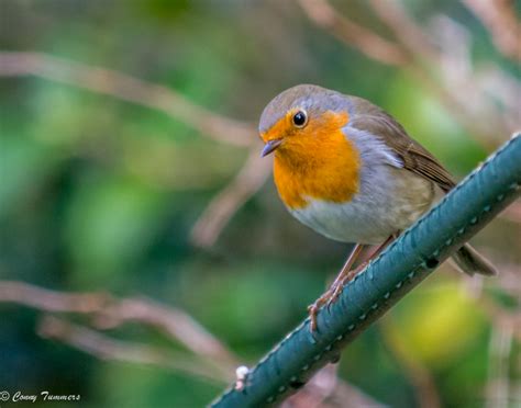 Vogels Foto S Van Conny