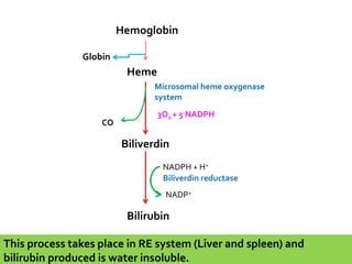 Heme Metabolism And Jaundice Pptx