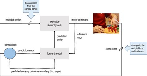 An Internal Model Forward Model Updates The Brain About The Current