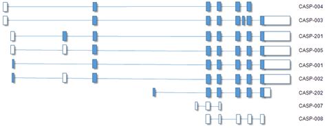 Casp7 Caspase 7 Apoptosis Related Cysteine Peptidase